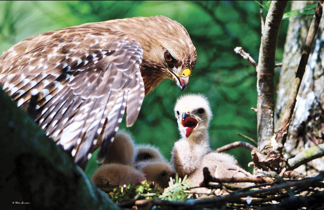 Red Shouldered Hawk Baby